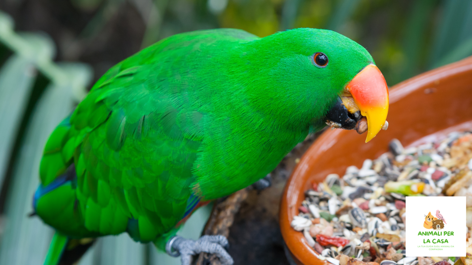 COSA MANGIANO I PAPPAGALLI? [E COSA NON DEVONO MANGIARE] - AnimaliPerLaCasa