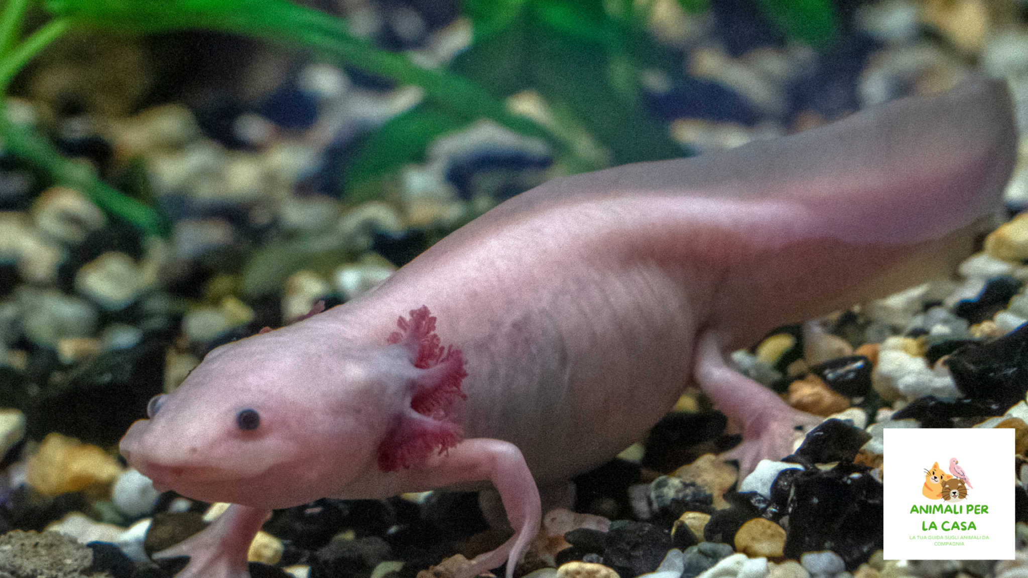 12+ ANIMALI DA COMPAGNIA PARTICOLARI CHE PUOI ADOTTARE! - AnimaliPerLaCasa