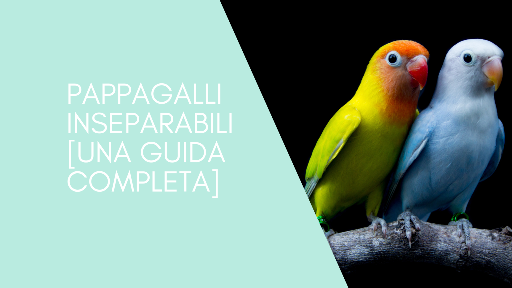 PAPPAGALLI INSEPARABILI [UNA GUIDA COMPLETA] - AnimaliPerLaCasa