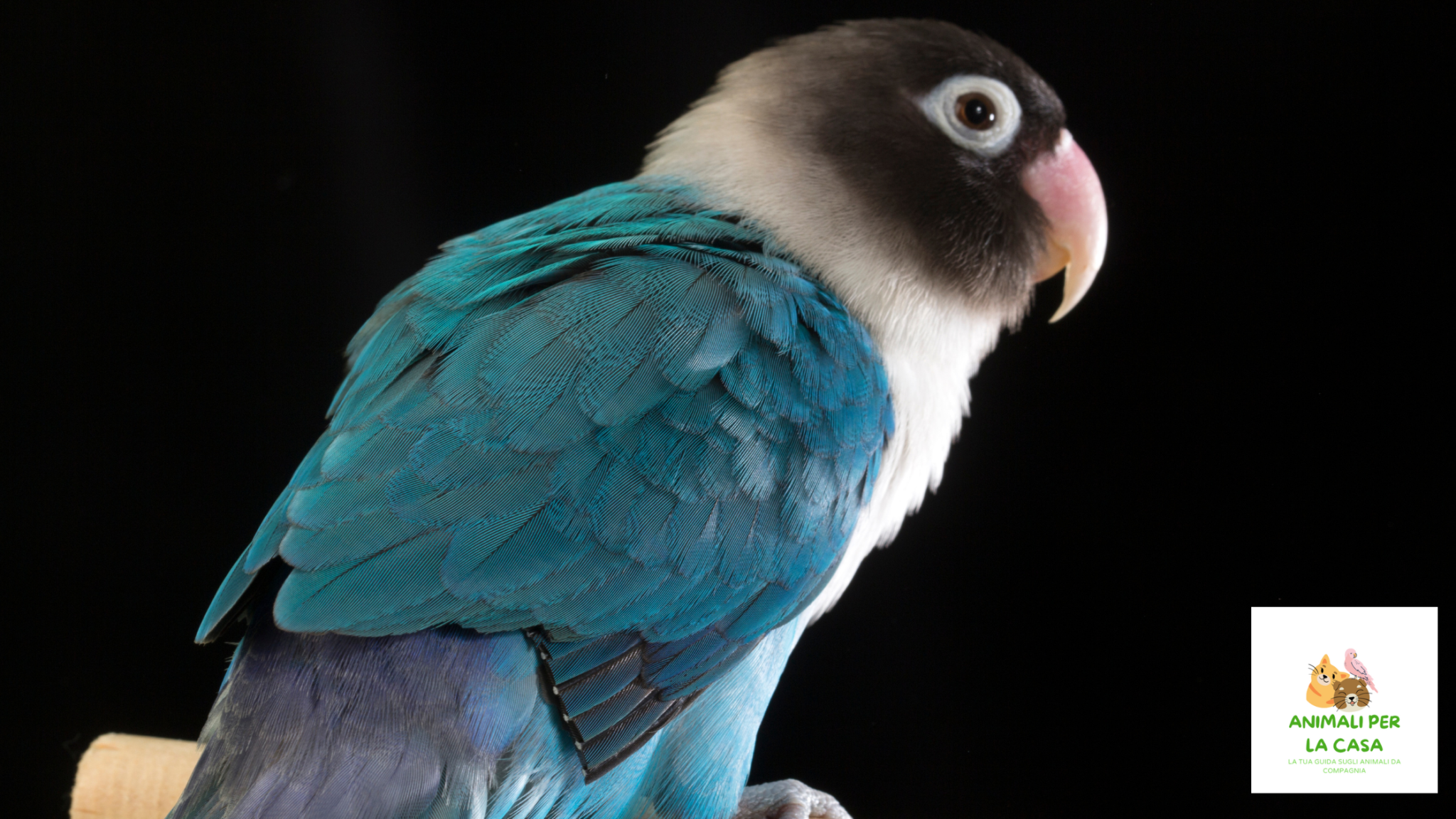 PAPPAGALLI INSEPARABILI [UNA GUIDA COMPLETA] - AnimaliPerLaCasa