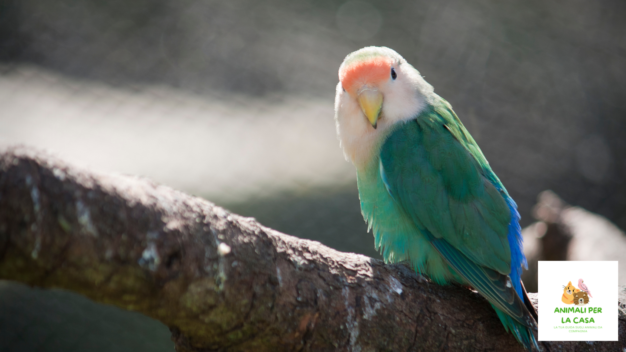 PAPPAGALLI INSEPARABILI [UNA GUIDA COMPLETA] - AnimaliPerLaCasa