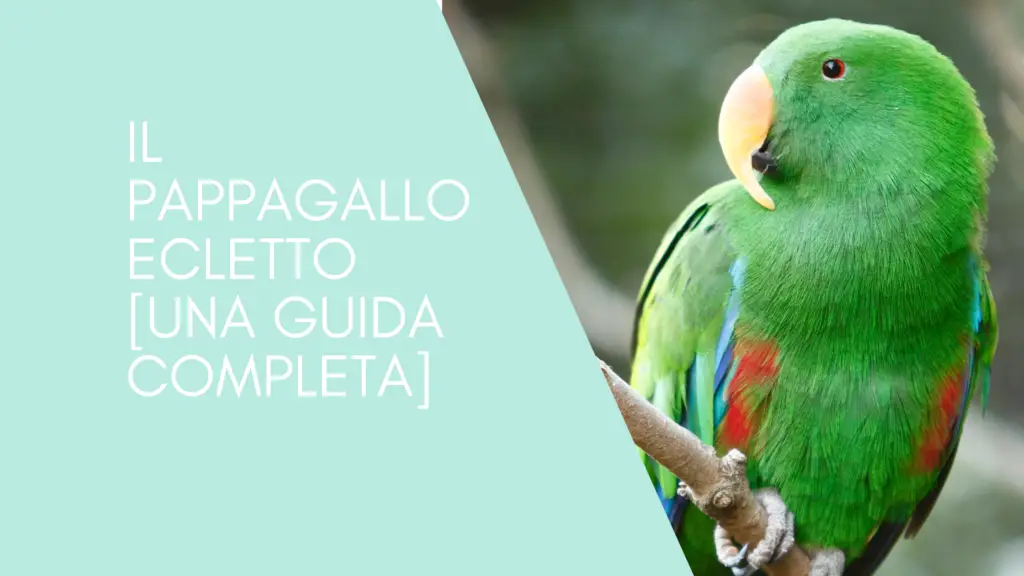 IL PAPPAGALLO ECLETTO [UNA GUIDA COMPLETA] - AnimaliPerLaCasa
