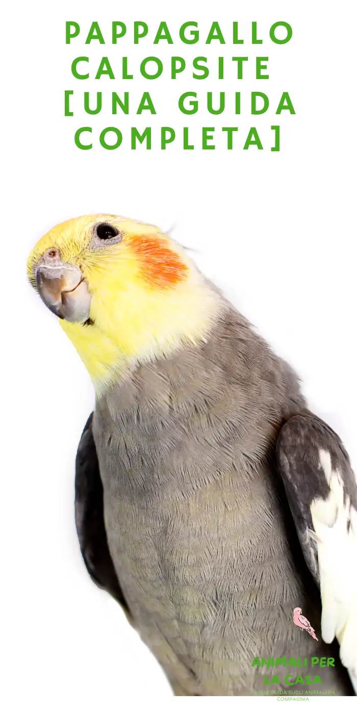 PAPPAGALLO CALOPSITE [UNA GUIDA COMPLETA] - AnimaliPerLaCasa