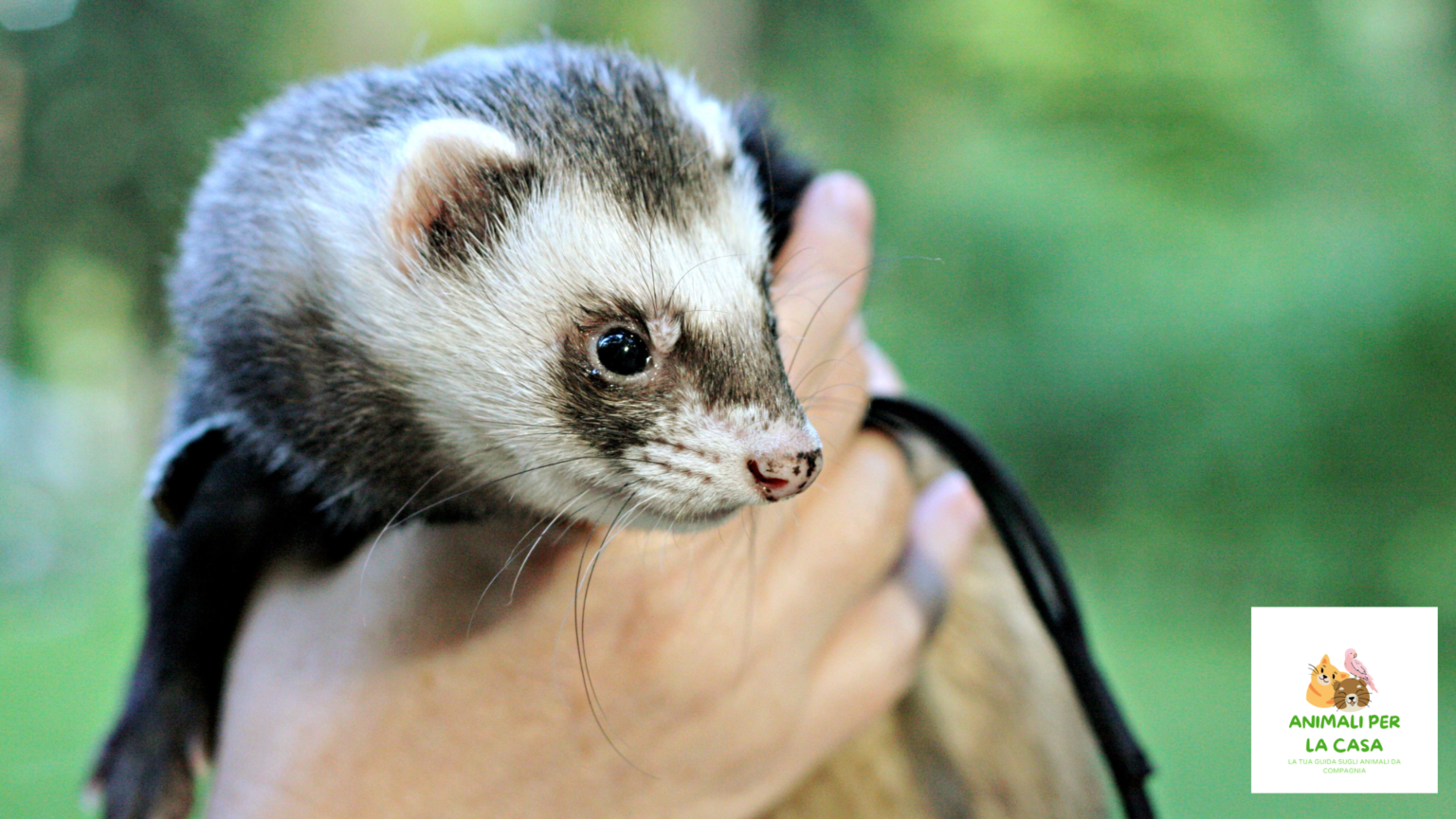 FURETTO DOMESTICO [CURE, PERSONALITÀ E CARATTERISTICHE] - AnimaliPerLaCasa