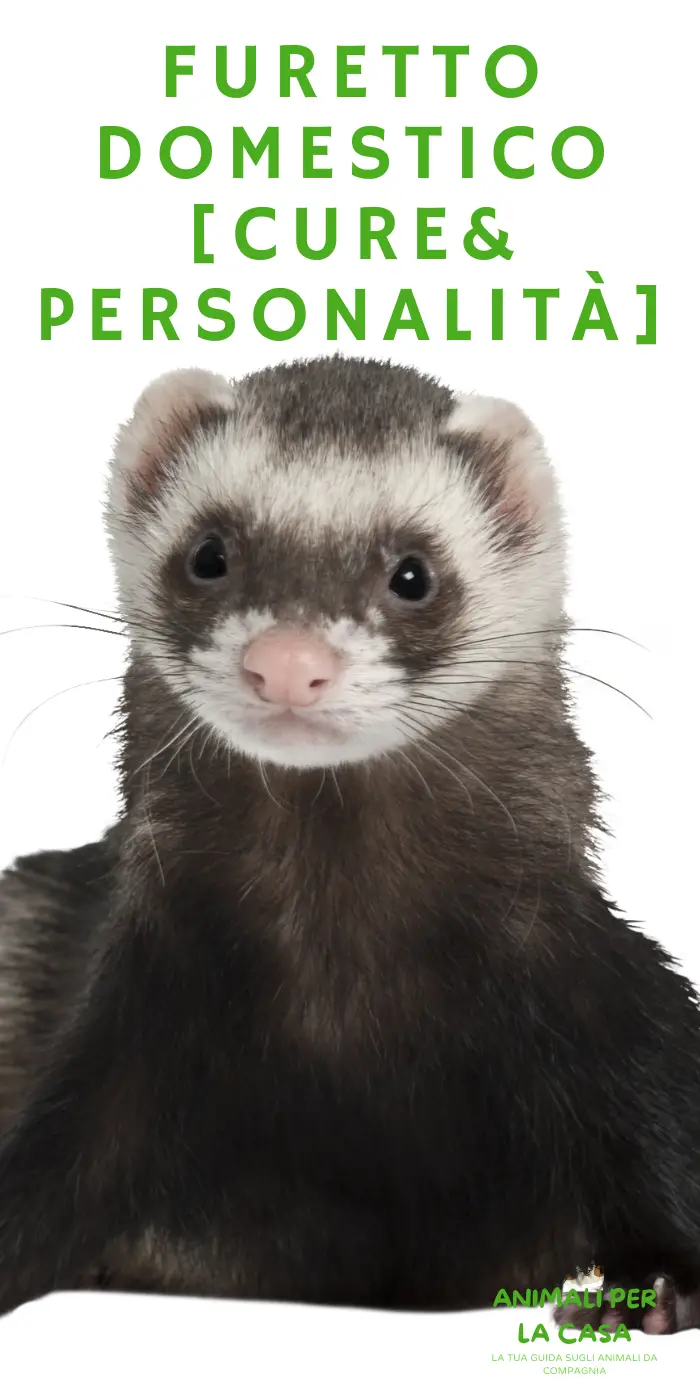 FURETTO DOMESTICO [CURE, PERSONALITÀ E CARATTERISTICHE] - AnimaliPerLaCasa