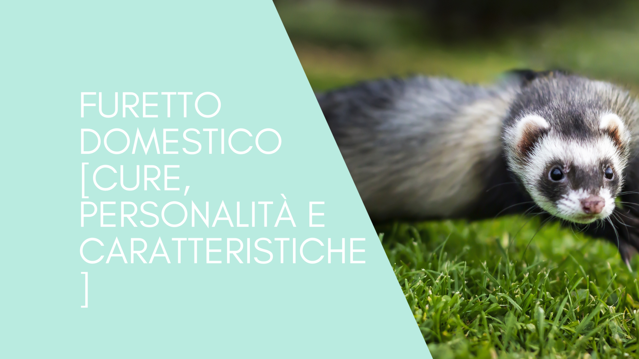 FURETTO DOMESTICO [CURE, PERSONALITÀ E CARATTERISTICHE] - AnimaliPerLaCasa