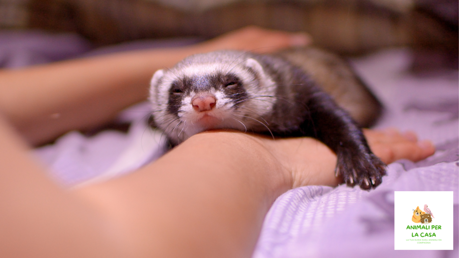 FURETTO DOMESTICO [CURE, PERSONALITÀ E CARATTERISTICHE] - AnimaliPerLaCasa