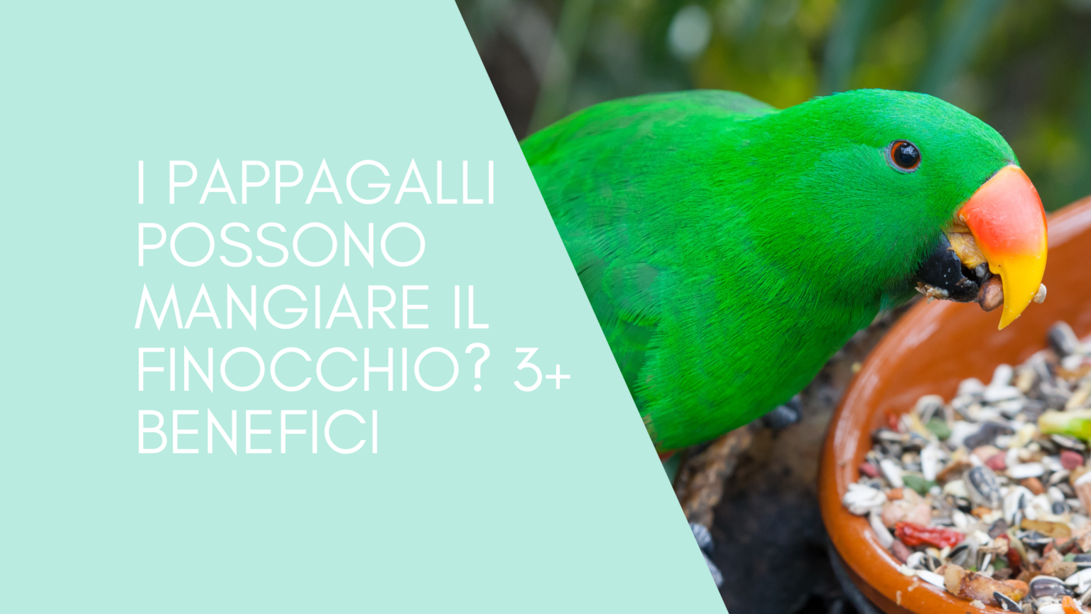 I PAPPAGALLI SONO AFFETTUOSI? 9+ RAZZE DA SCEGLIERE - AnimaliPerLaCasa