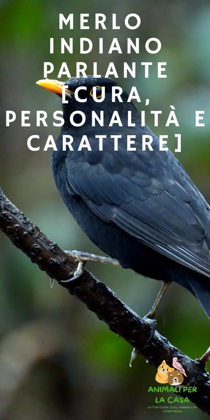 MERLO INDIANO PARLANTE [CURA, PERSONALITÀ E CARATTERE] - AnimaliPerLaCasa