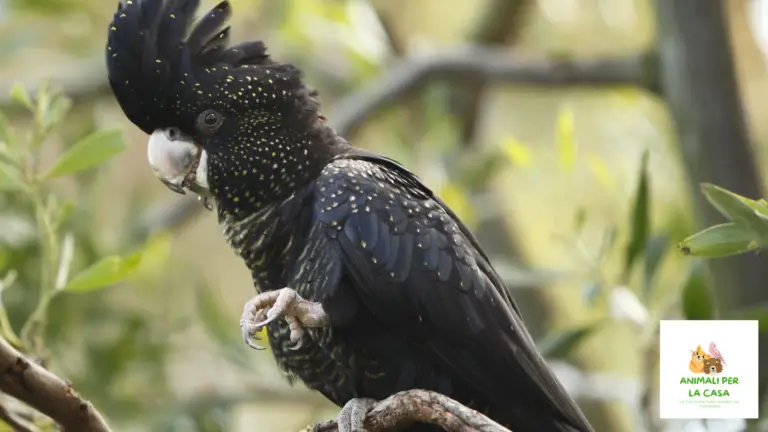 PAPPAGALLI CACATUA [CURA, PERSONALITÀ E CARATTERISTICHE] - AnimaliPerLaCasa