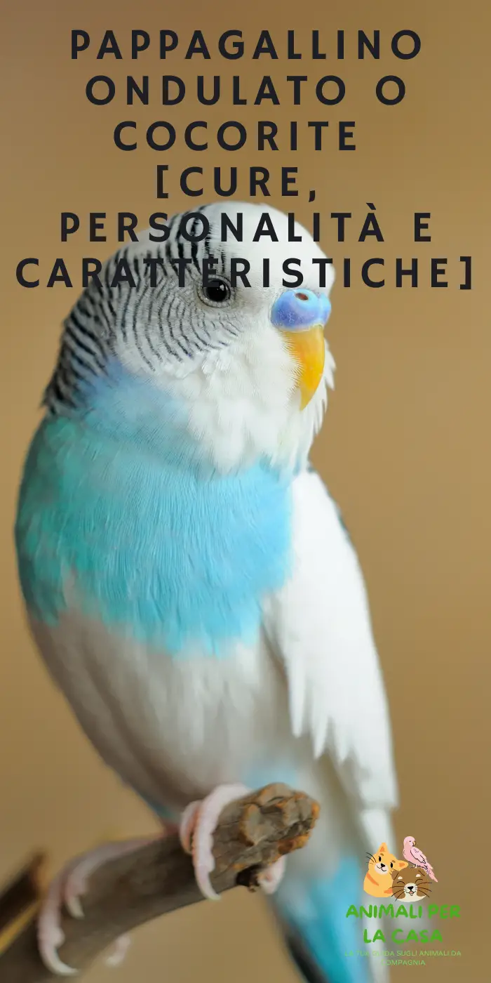 PAPPAGALLINO ONDULATO O COCORITE [CURE, PERSONALITÀ E CARATTERISTICHE]