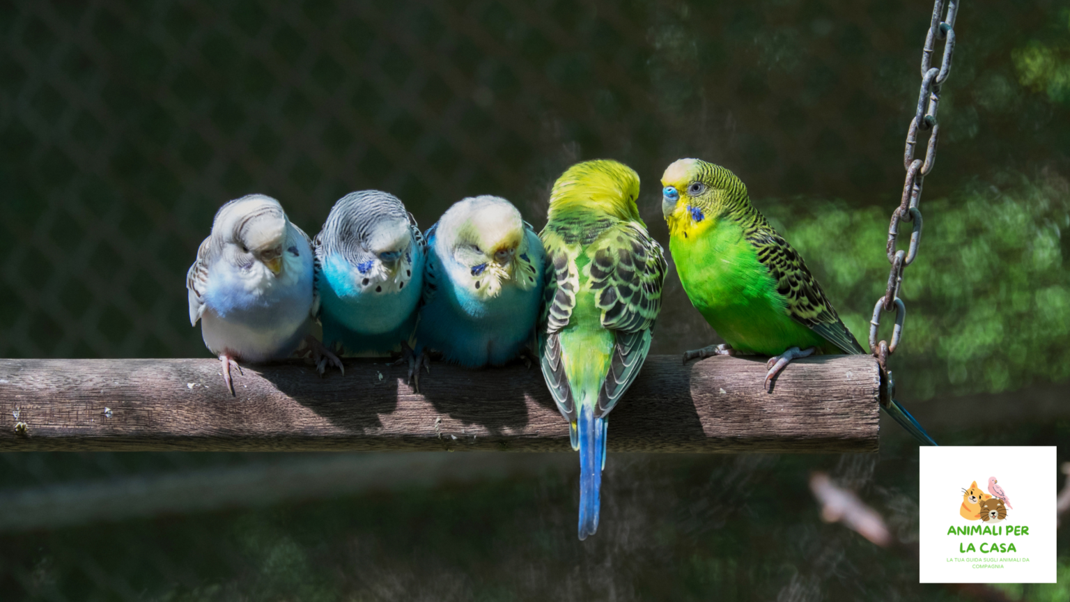 PAPPAGALLINO ONDULATO O COCORITE [CURE, PERSONALITÀ E CARATTERISTICHE]