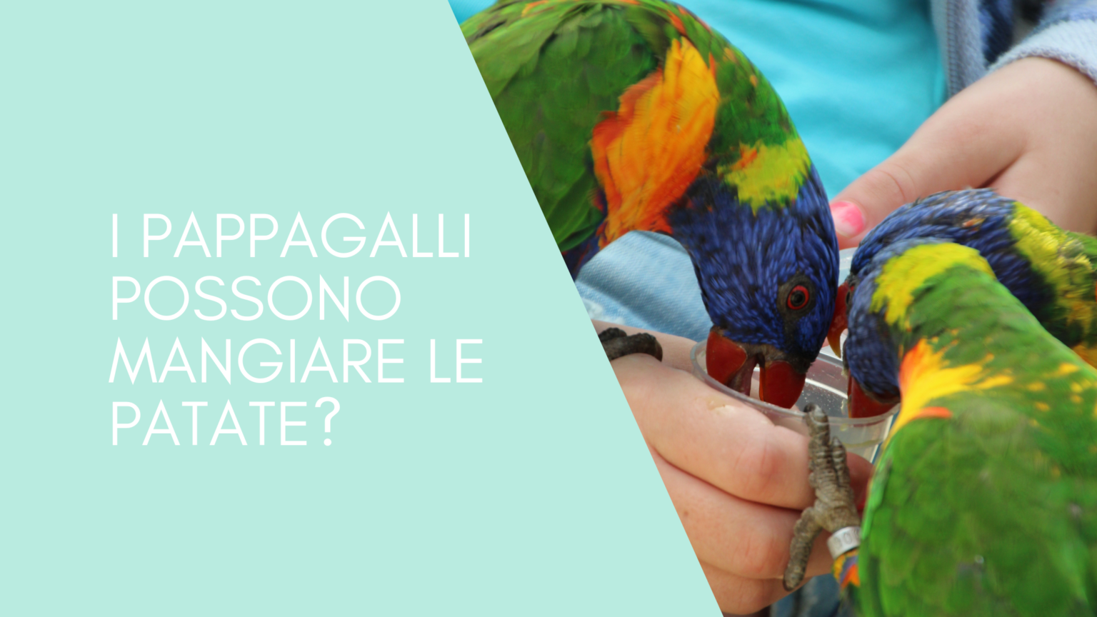 PAPPAGALLI ARA [CURA, PERSONALITÀ E CARATTERISTICHE]